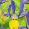 Van Zyverden Dutch Iris Miss Saigon (Set of 16 Dormant Bulbs) Full Sun ...
