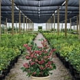 PLANT NOOK Pink Lemonade Blueberry Live Plant Starter Plug 2-Pack ...