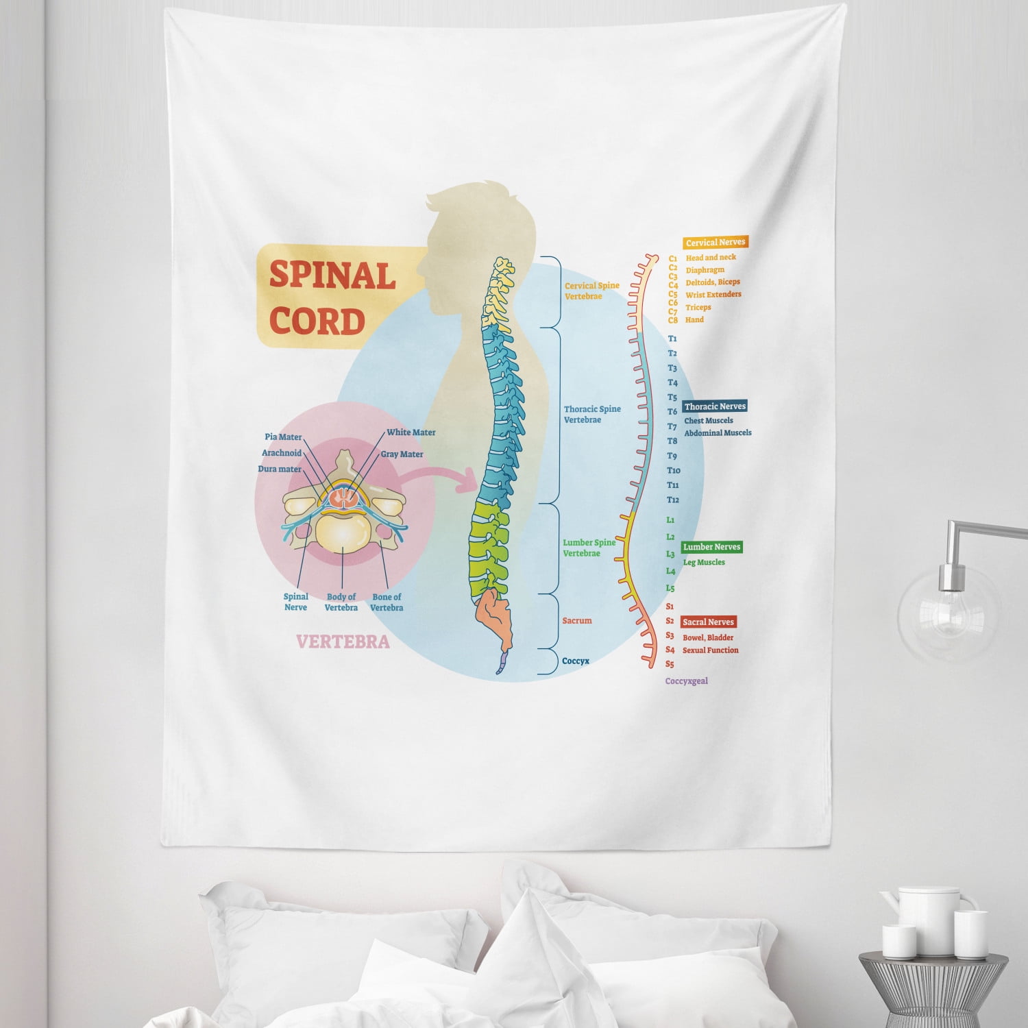 Anatomy Tapestry, Biology Human Spinal Cord Infographic Colorful ...