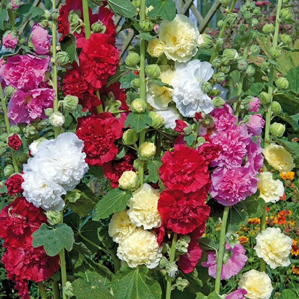 Chater's Double Mix Hollyhock - Perennial - Alcea - Quart Pot - Walmart.com