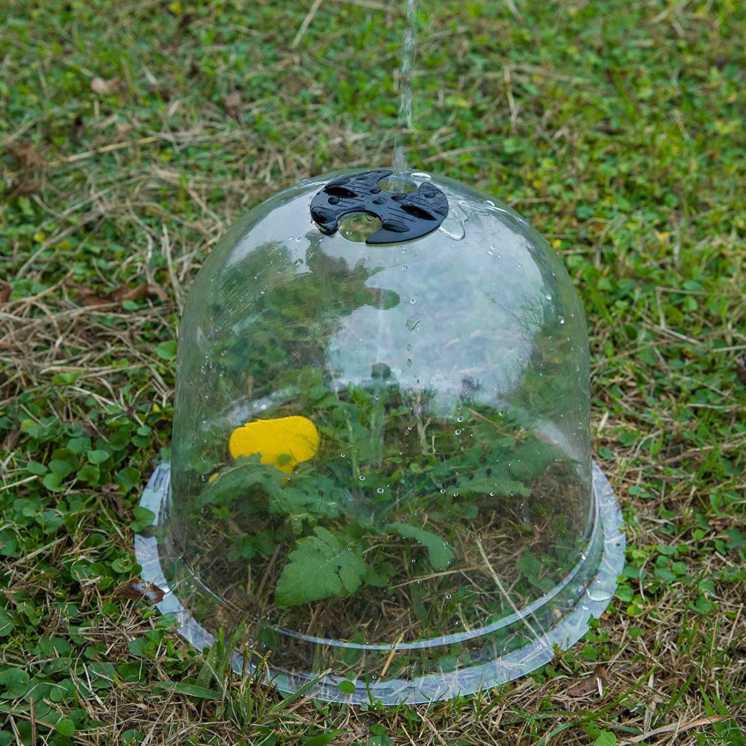 Large Plastic Garden Cloches | Fasci Garden