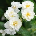 Heirloom Roses White Rose Bush - Cassie Shrub Rose Plant - Live Plants ...