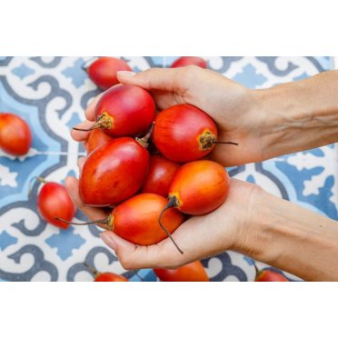Tomato Tree Bonsai Seeds - 10 Rare Tamarillo, Cyphomandra betacea ...