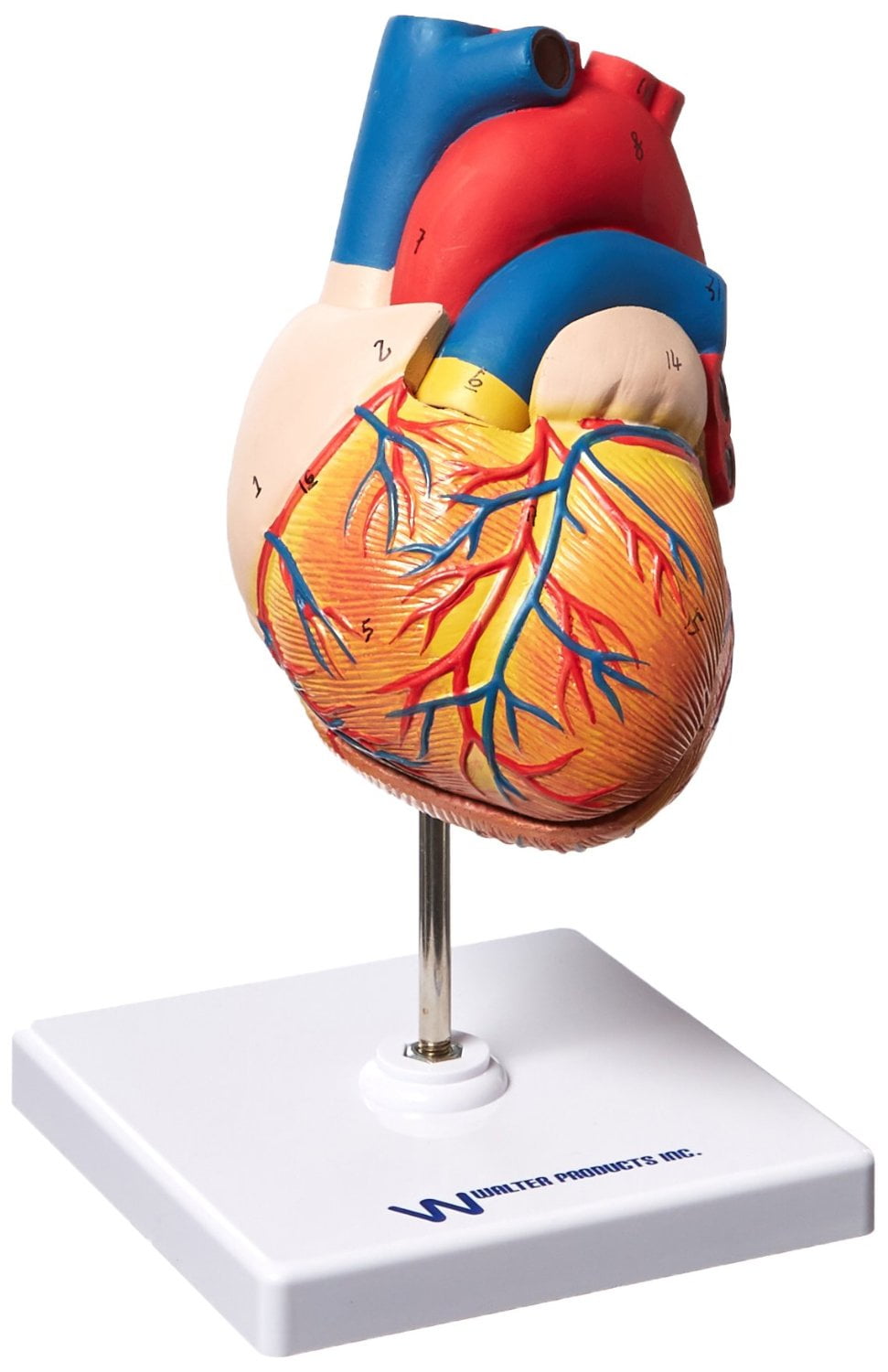 Vision Scientific Life Size Heart Model - 2 Parts - Walmart.com