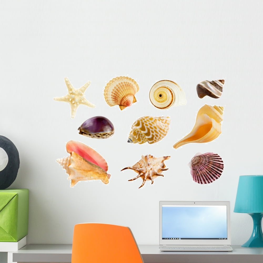 Collection Ten Different Seashells Wall Decal Sticker Set Wallmonkeys ...