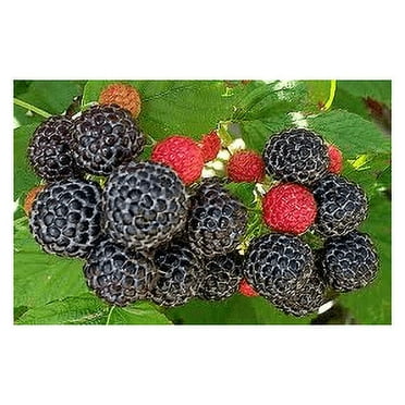 Raspberry Red Great Garden Fruit Bush By Seed Kingdom 30 Seeds ...