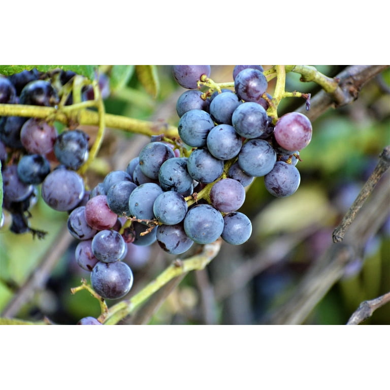 Purple Grapes Fruit