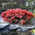 National Plant Network 3 gal Azalea Flame Creeper Live Shrub with ...