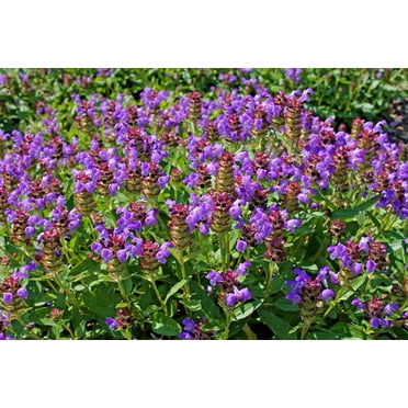 1000 TRUE BLUE HYSSOP Hyssopus Officinalis Thymus Hyssopus Herb Blue ...