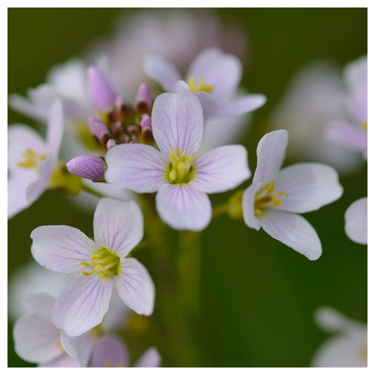 Everwilde Farms - 1 oz Cuckoo Flower Native Wildflower Seeds - Gold ...
