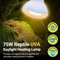ECOSUB 75W Reptile Heat Lamp Combo Pack, Daylight UVA Bulb, Infrared Nightlight Bulb - Walmart.com