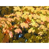 25 SUGAR MAPLE Syrup TREE Native Rock Fall Color Acer Saccharum Seeds ...