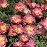 Burpee Watermelon Heaven California Poppy Flower Seed, 1-Pack - Walmart.com