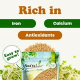 Clover Seeds, 1 Pound — Sproutable, Kosher, Raw, Vegan — by Food to ...