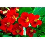 25 RED YUCCA Hesperaloe Parviflora aka Hummingbird, Coral, & Texas ...