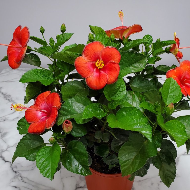 Red Tropical Plant Florida