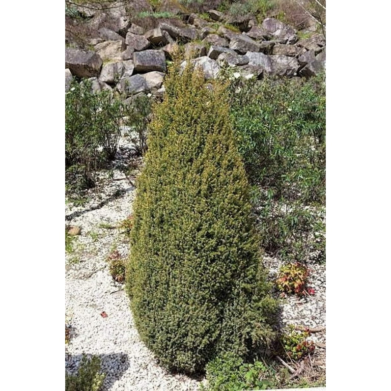 Juniperus Communis Blue