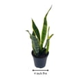 BubbleBlooms 4-Inch Pot Variegated Snake Plant, Live House Indoor Air ...