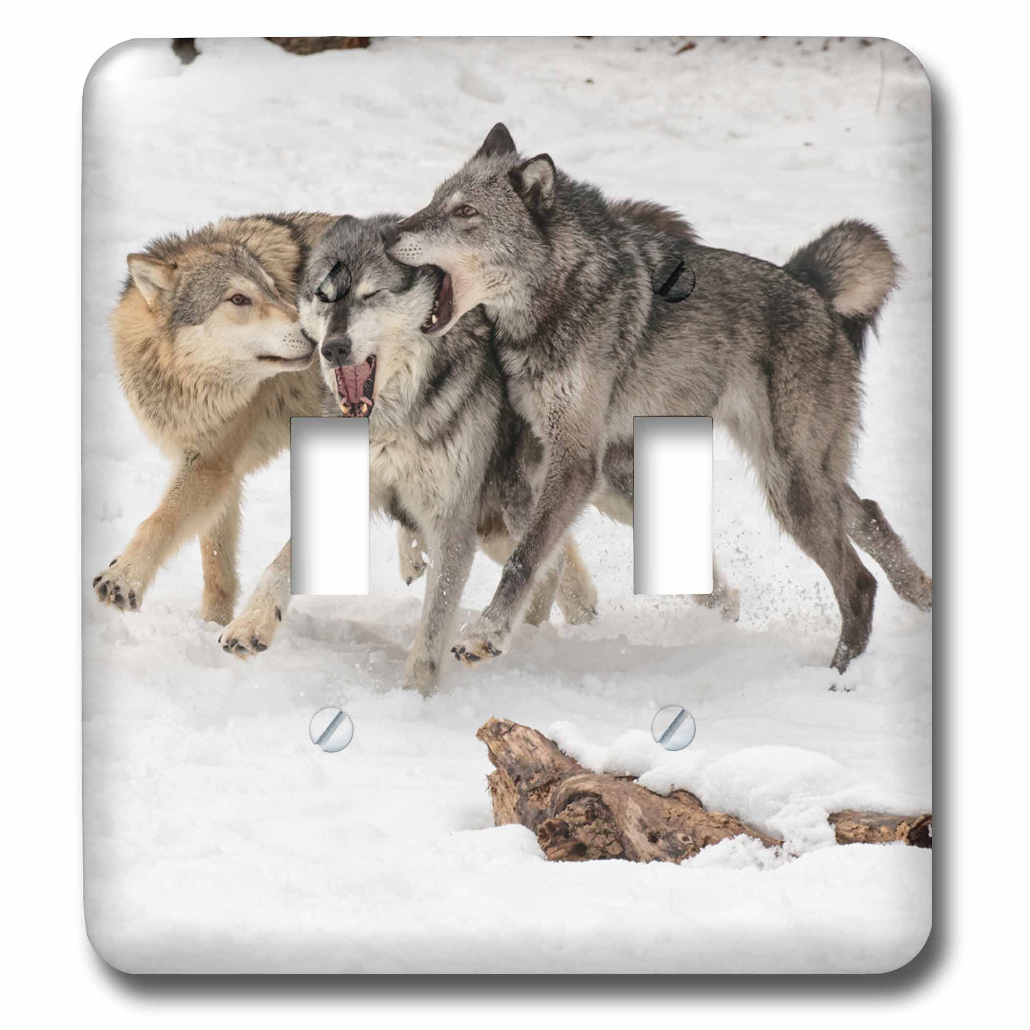 3dRose Gray Wolf pack behavior in winter, canis lupus, Montana - Double ...