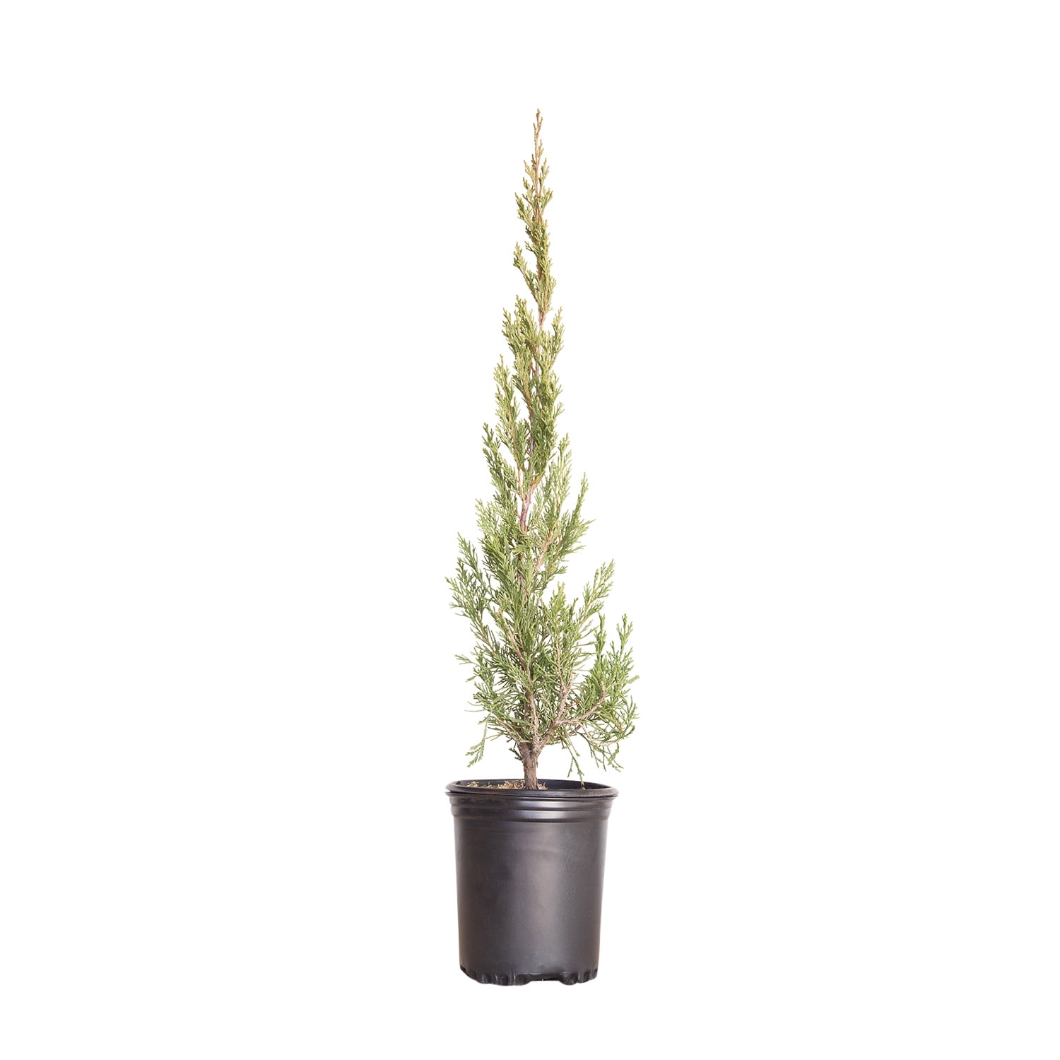 Spartan Juniper (2.5 Quart) Fast Growing Evergreen Tree with Dense ...