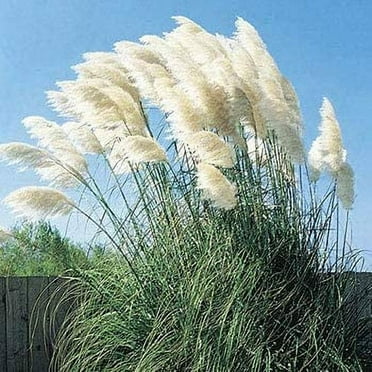 Giant White Pampas Grass Seeds - 500 Seeds - Ships from Iowa, Made in ...