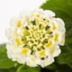 Expert Gardener 1QT Lantana White Annual Plant Grower Pot Sun (5 Pack ...