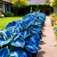 Nocturne Blue-Hosta-Bulbs For Planting - Premium Garden Stakes Perfect ...