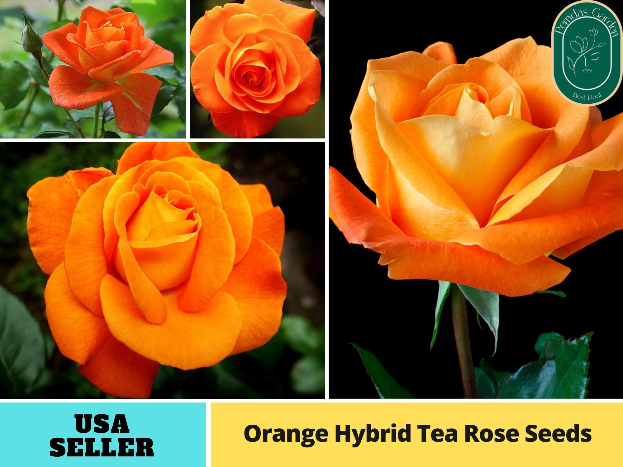 30+ Seeds|Orange Hybrid Tea Rose Perennial Flower - Authentic Seeds ...