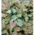 Blue Buddha Farm: Caladium Mix Strap (Strap Leaf Varieties)-8 Bulbs ...