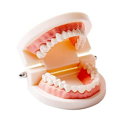 Dental Standard Tooth Model Tooth Model Tooth Model Teaching Dentures ...