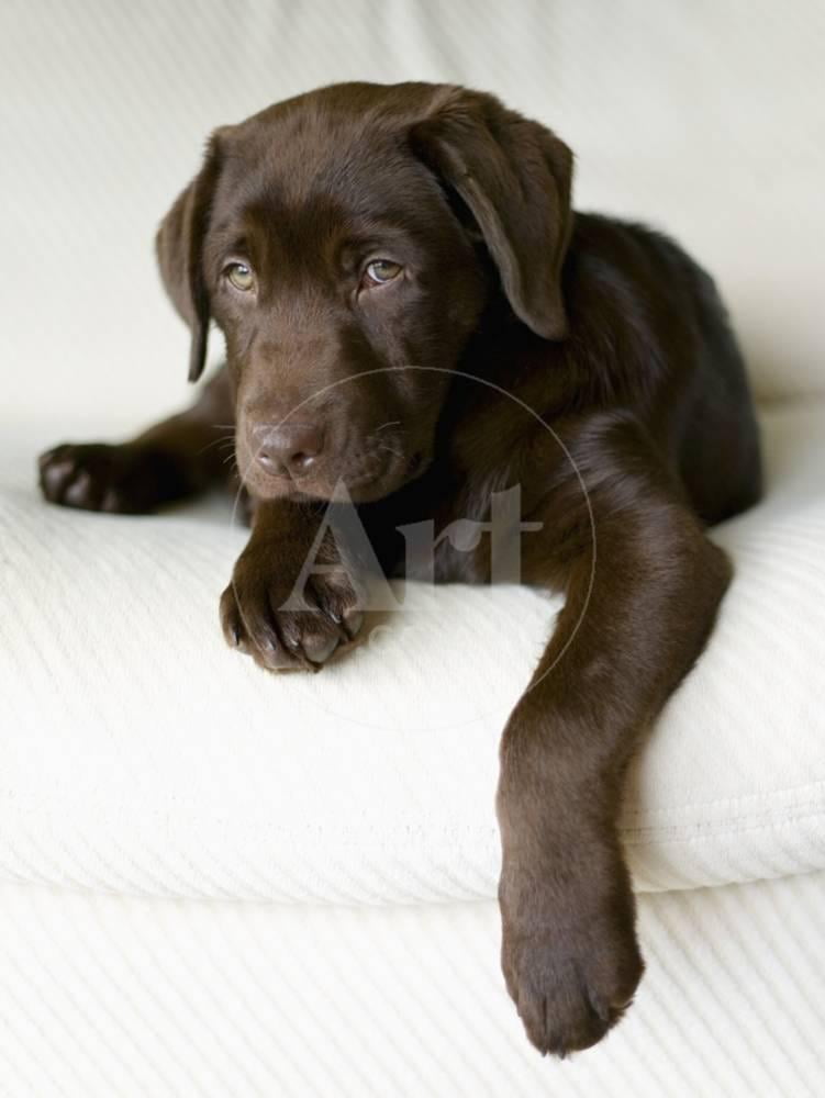 Chocolate Lab Puppy, Animals Unframed Photographic Print Wall Art by ...