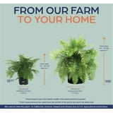 Nature's Way Farms Macho Fern Indoor Live Plant (18-24 in. Tall) in ...