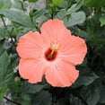 RedCrocus Geranium & Dracaena Combo - Bright Red Blooms, Variegated ...