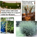 One Basket Willow Bush Cuttings -Salix purpurea - Prized for Branches ...