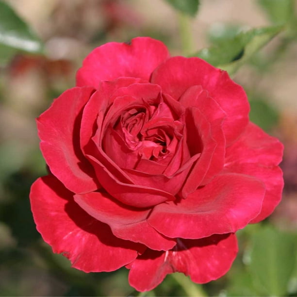 Heirloom Roses - Courageous™ English Legend Red Rose Live Plant - Very ...