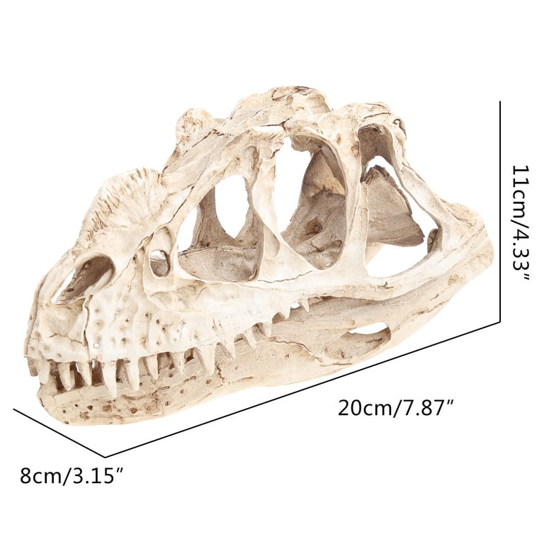 Ceratosaurus Skull Replica