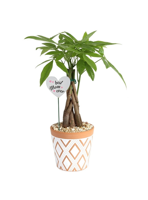 Money Tree Plants in Indoor Plants - Walmart.com