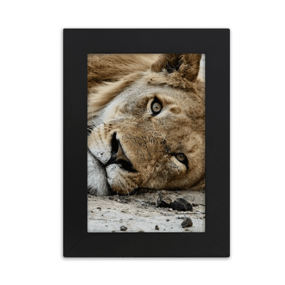 Click here for Unbranded M Animal Lion Desktop Photo Frame Pictur... prices