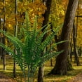 Artificial Persian Plant Wall Decor - Greenery with Autumn Ferns,Non ...