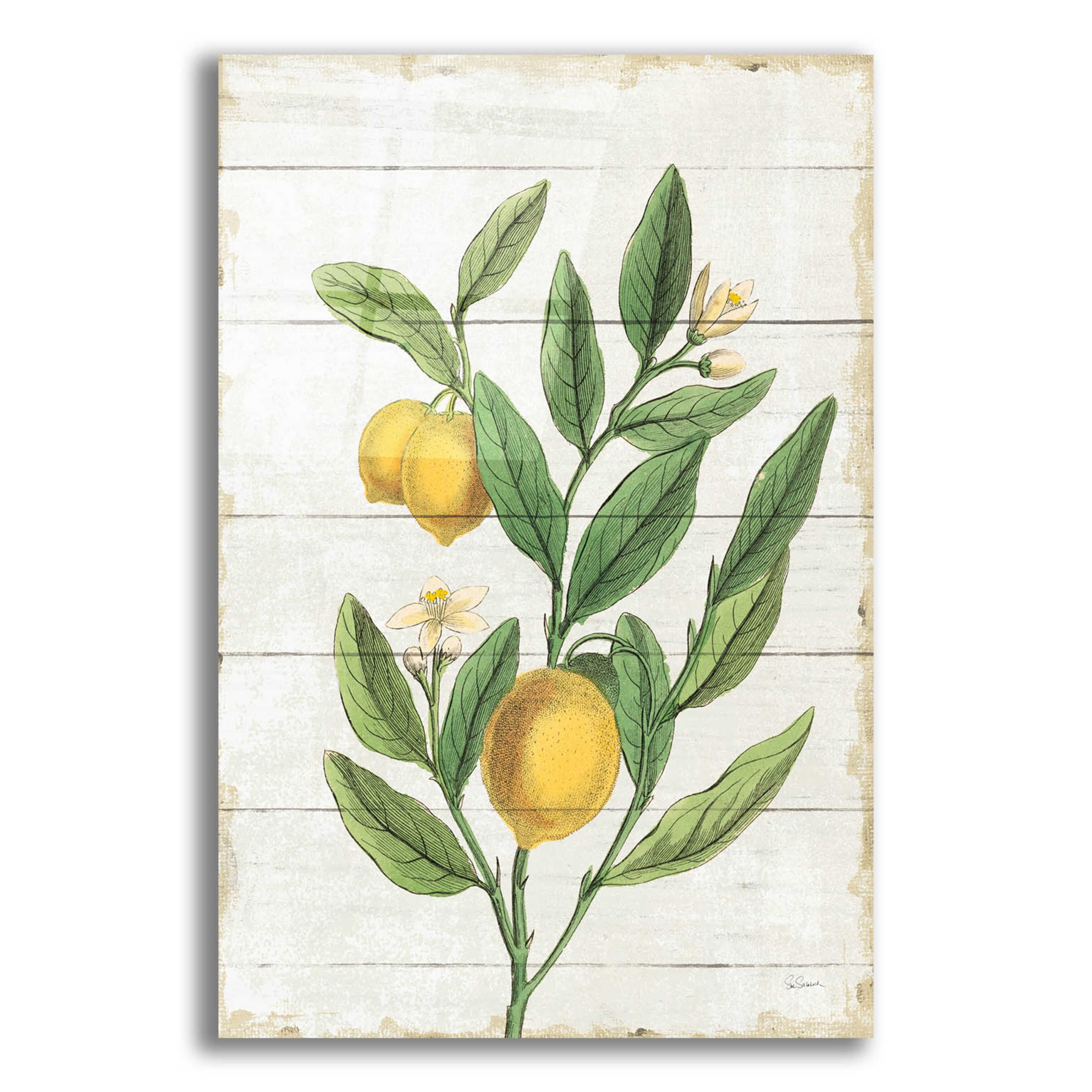 Epic Art 'Classic Citrus V Shiplap No Words' by Sue Schlabach, Acrylic ...
