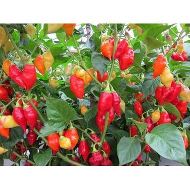 Seedville USA, 10 Seeds Carolina Reaper Pepper, World's Hottest ...