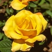 Let Freedom Ring Dormant Bare Root Hybrid Tea Rose, Includes one ...