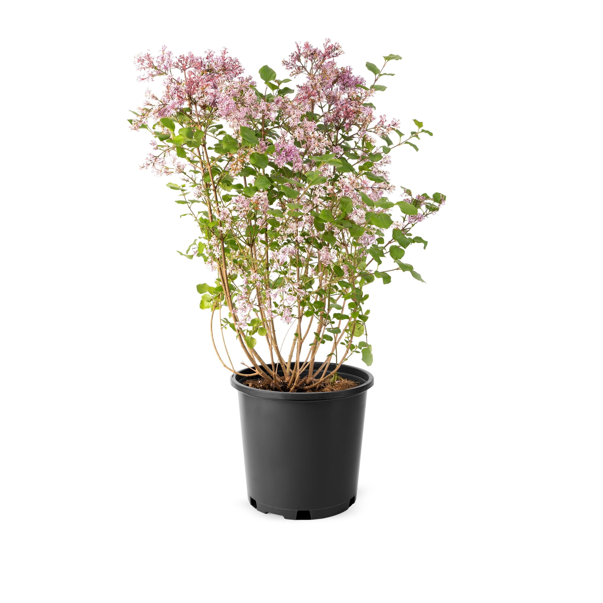 Click here for Landscp Essentials Dwarf Korean Lilac 2 Gallon 3 prices