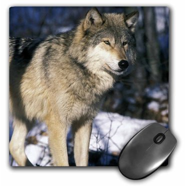 KYE Genius Wireless NX-7000 Mouse, Elegant White - Walmart.com