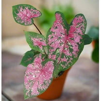 Blue Buddha Farm: Caladium Red Mix (All Red Varieties)-12 Bulbs - Easy ...