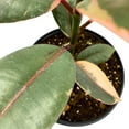 Ficus elastica Ruby Tricolor 6 inch India Rubber Tree Decora Fig Plant ...