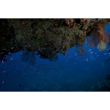 Schooling anthias fish under a coral ledge in Beqa Lagoon, Fiji Poster ...