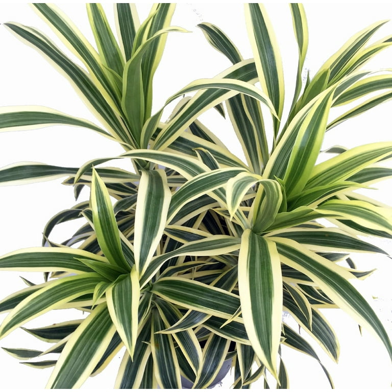 Dracaena Reflexa Pleomele