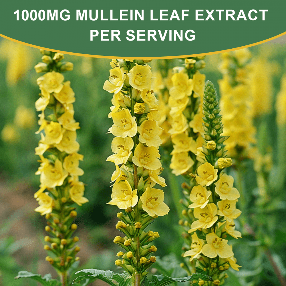 Mullein Drops for Lungs - Liquid Mullein Leaf Philippines | Ubuy