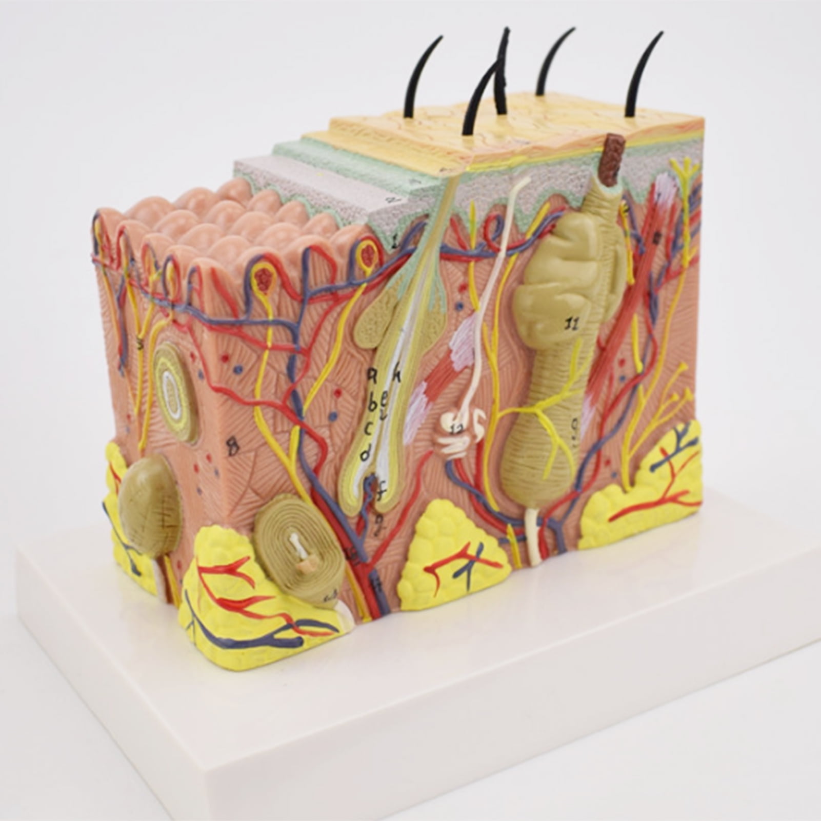 Kaesi 35X/ 50X/ 70X Skin Tissue Model Clear Safe Lightweight Human Skin ...